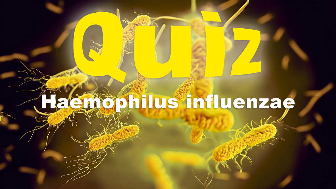 Haemophilus influenzae - QCM
